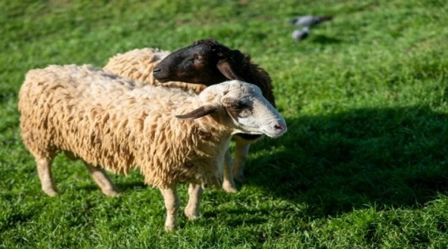 تونس عطلة بيومين بمناسبة عيد الأضحى Arabeque